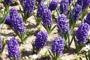 A jácint (Hyacinthus orientalis) ültetése, gondozása, szaporítása ⋆ ...