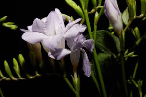 A frézia (Freesia) ültetése, gondozása, szaporítása ⋆ Kerti virágok