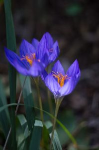 A kikerics (Colchicum) ültetése, gondozása, szaporítása ⋆ Kerti virágok