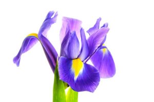 A nőszirom vagy írisz (Iris) ültetése, gondozása, szaporítása ⋆ Kerti ...